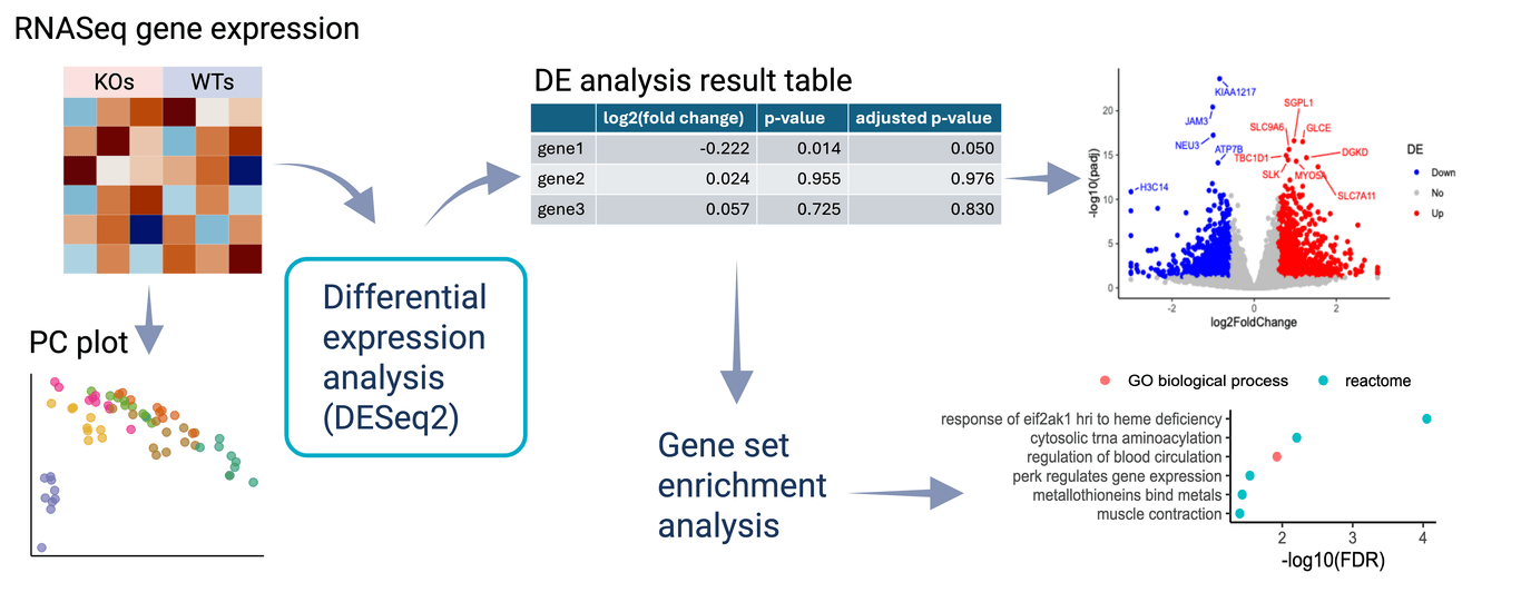 MorPhiC program: Molecular Phenotypes of Null Alleles in Cells